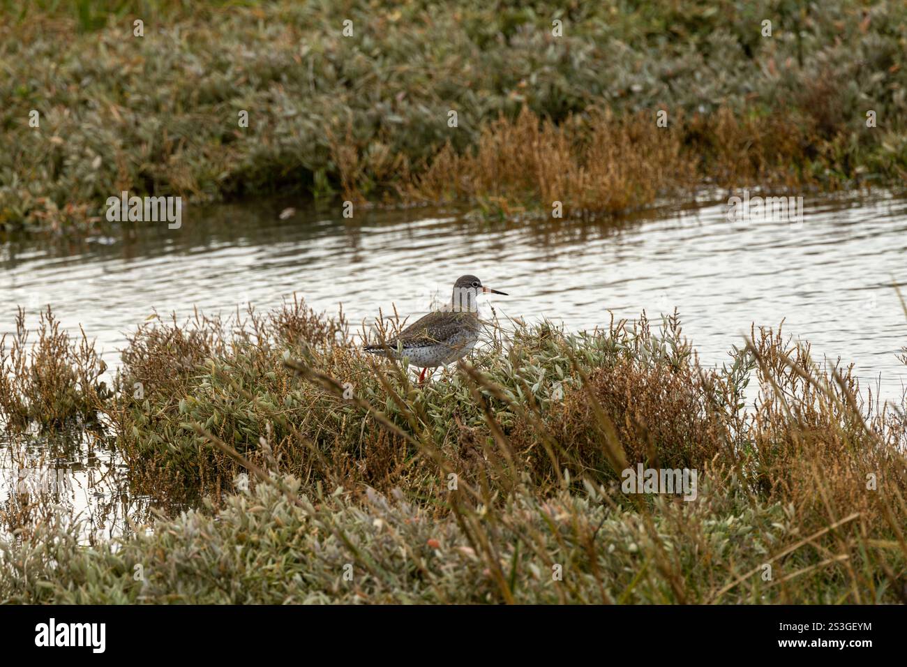 The redshank, a wader bird feeding on invertebrates, was photographed ...
