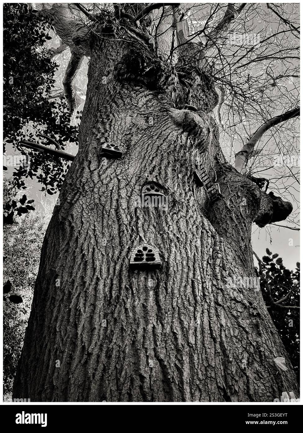The Fairy Tree in the Grove Wood, Felixstowe, Suffol Stock Photo - Alamy