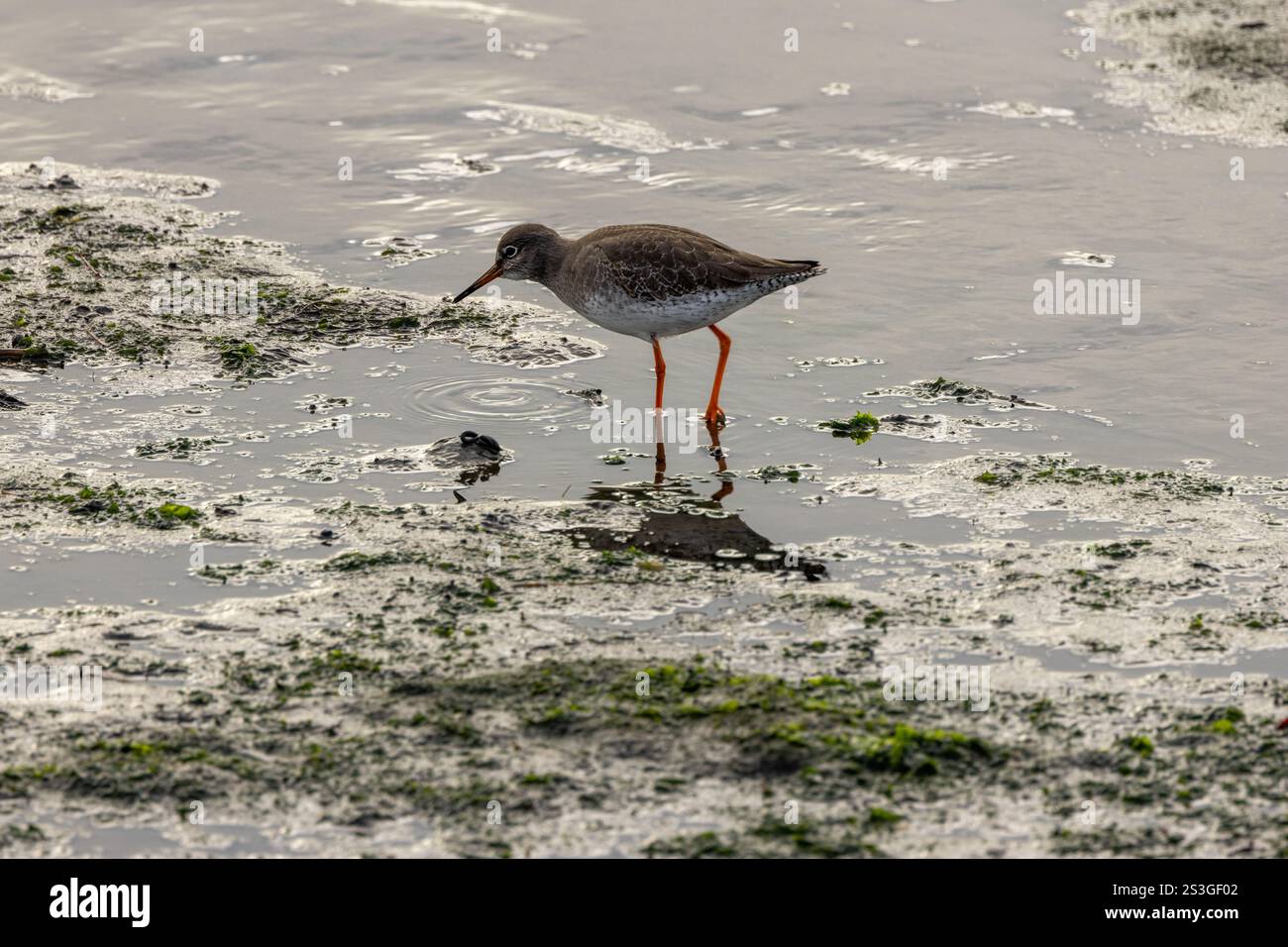 The redshank, a wader bird feeding on invertebrates, was photographed ...