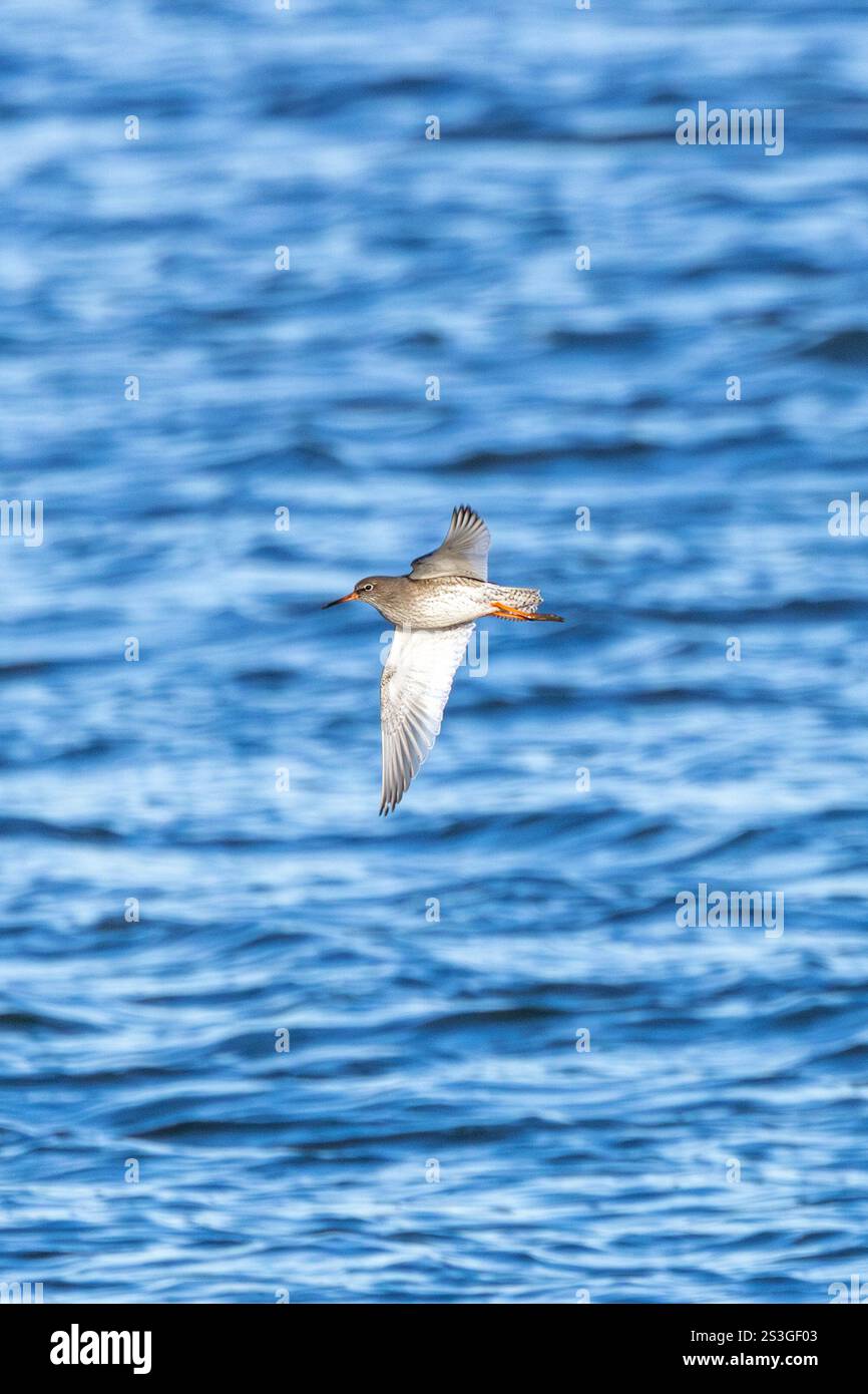 The redshank, a wader bird feeding on invertebrates, was photographed ...