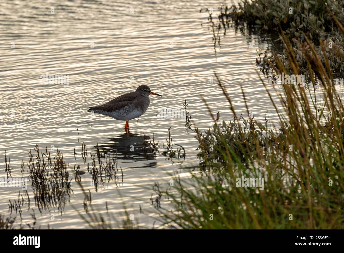 The redshank, a wader bird feeding on invertebrates, was photographed ...