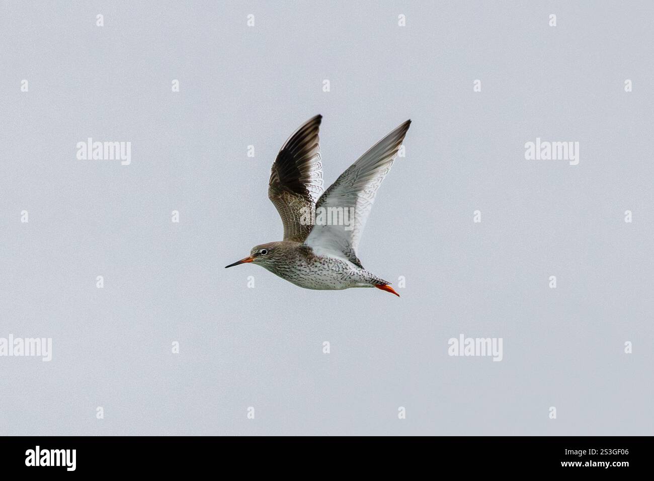 The redshank, a wader bird feeding on invertebrates, was photographed ...