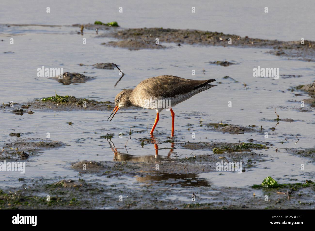 The redshank, a wader bird feeding on invertebrates, was photographed ...