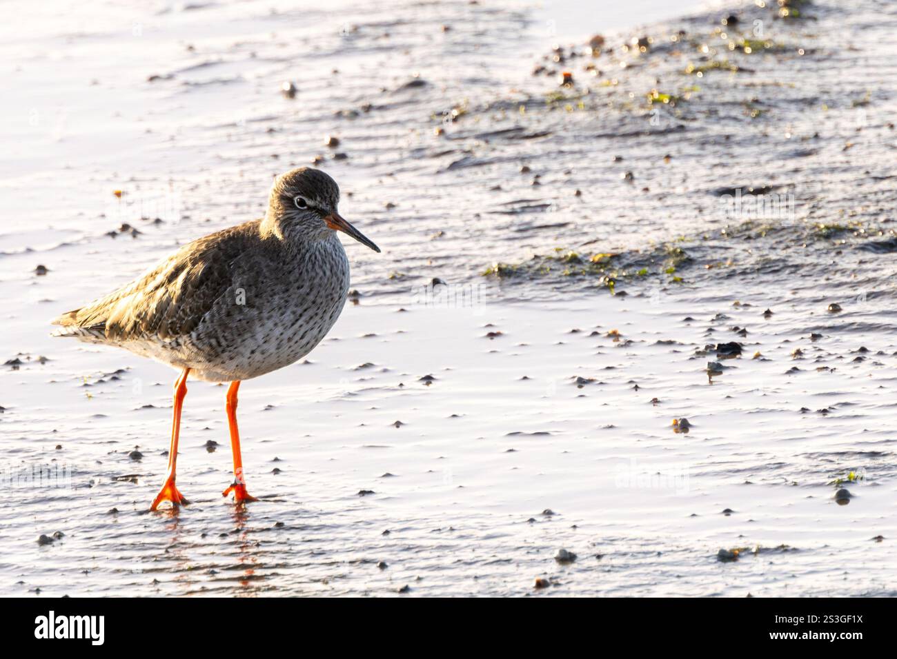 The redshank, a wader bird feeding on invertebrates, was photographed ...