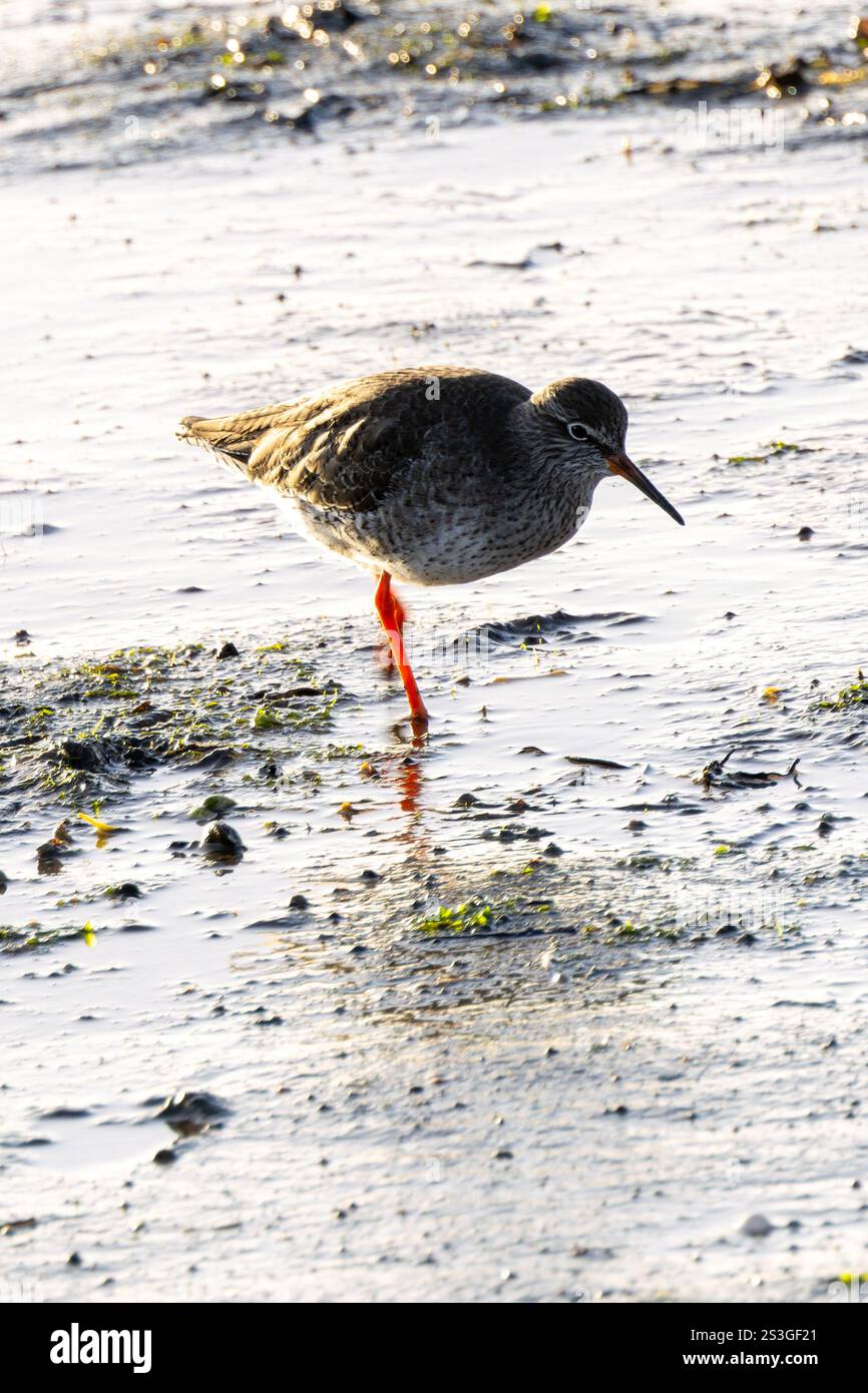 The redshank, a wader bird feeding on invertebrates, was photographed ...