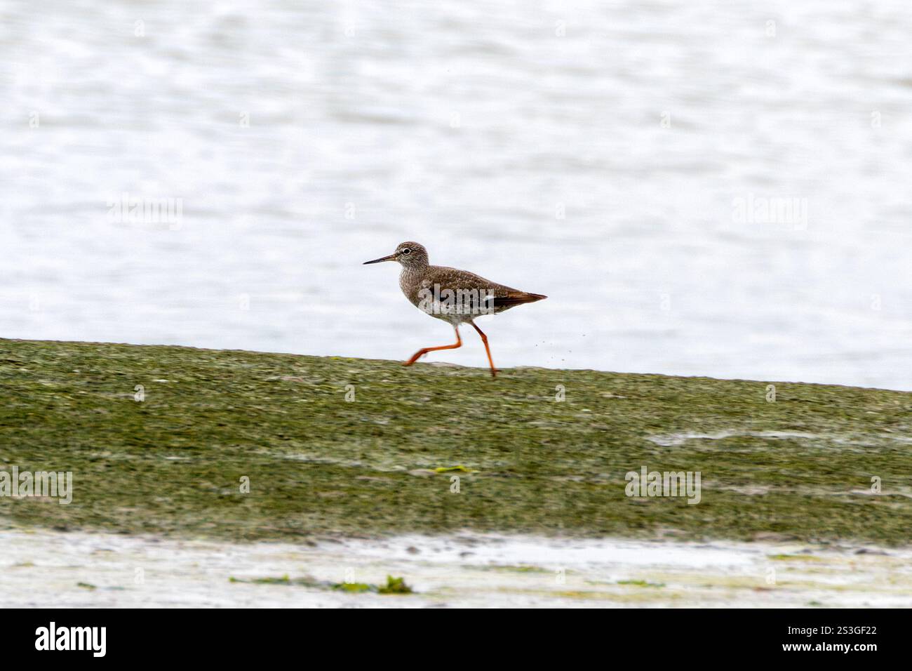 The redshank, a wader bird feeding on invertebrates, was photographed ...