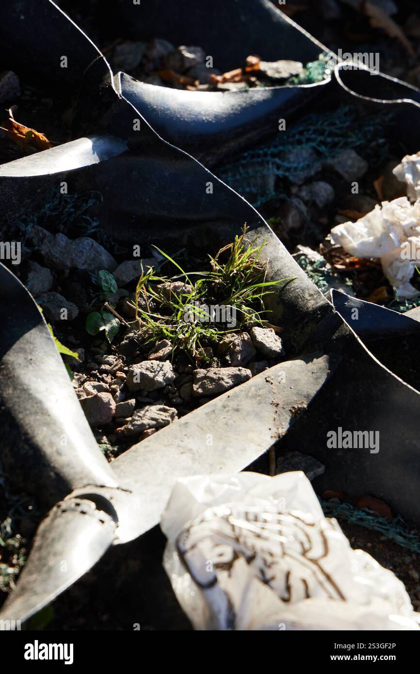 The remarkable resilience of nature thrives amidst the urban materials ...