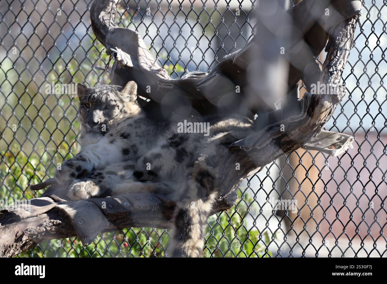 snow leopard relaxing on a perch Stock Photo - Alamy