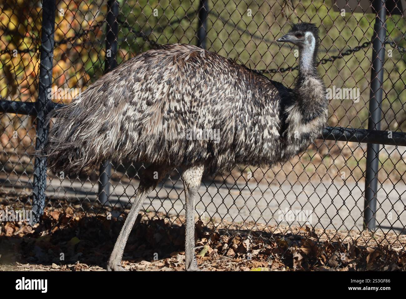 emu looking backwards across its back Stock Photo - Alamy