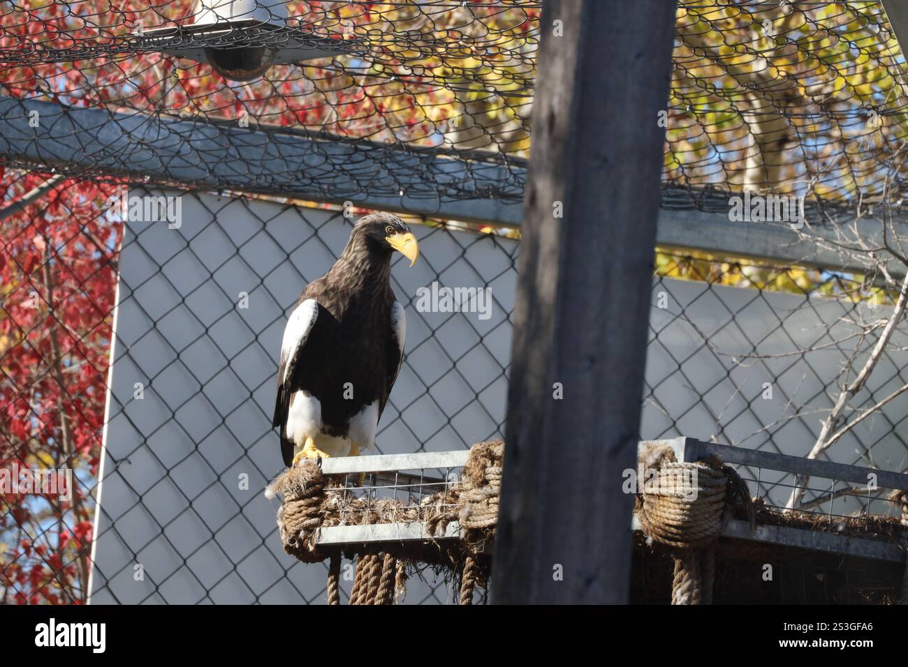 sea eagle on platform looking forward Stock Photo - Alamy