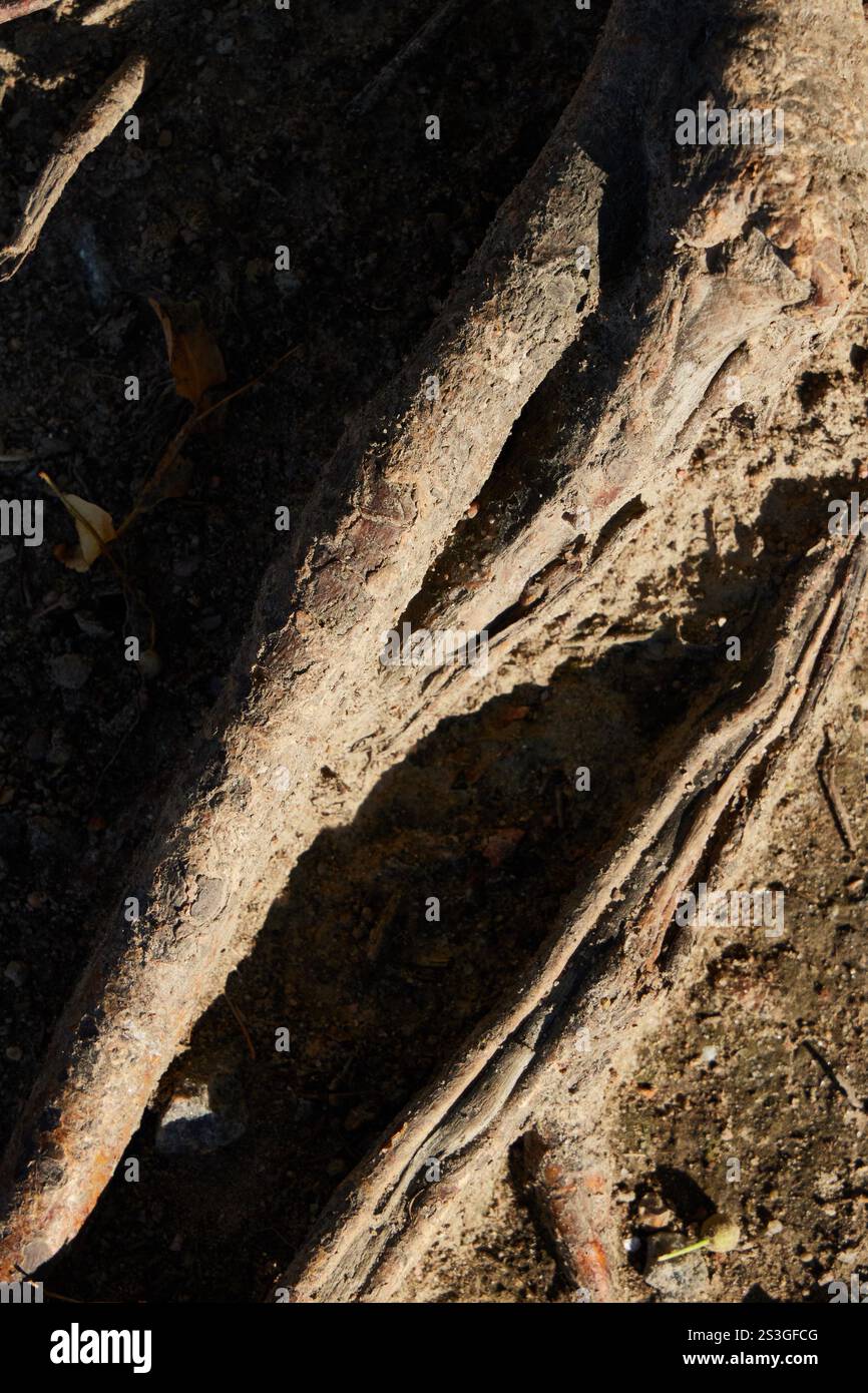 Beautifully Intricate Tree Roots Captured in Stunning Natural Light ...