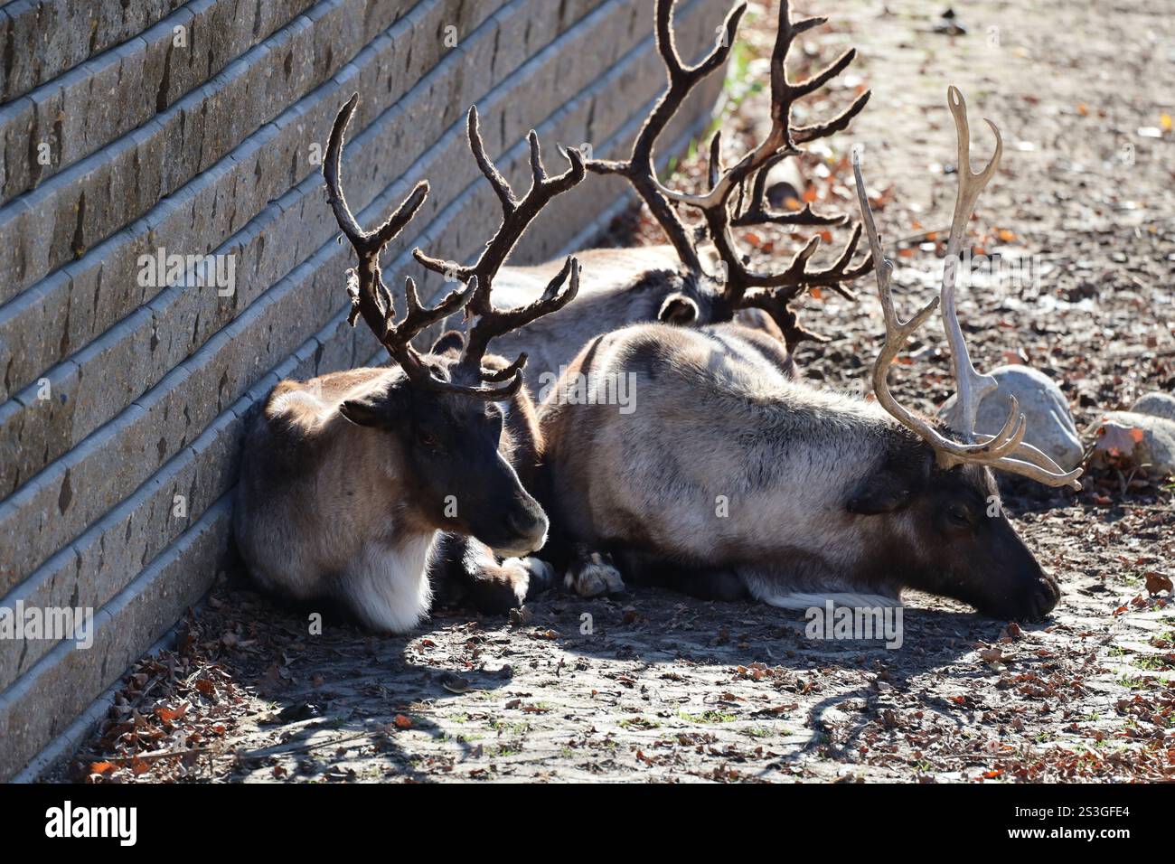 reindeer huddled together looking up in sunshine Stock Photo - Alamy