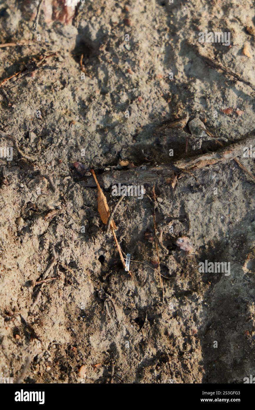 Exploring Natures Ground The Essential Connections of Soil, Roots, and ...