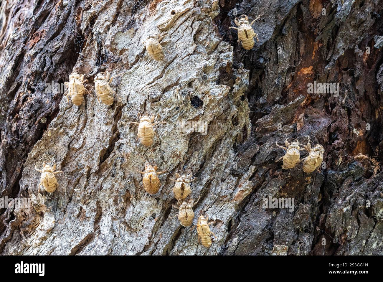 Australian cicada shells attached to tree trunk Stock Photo - Alamy