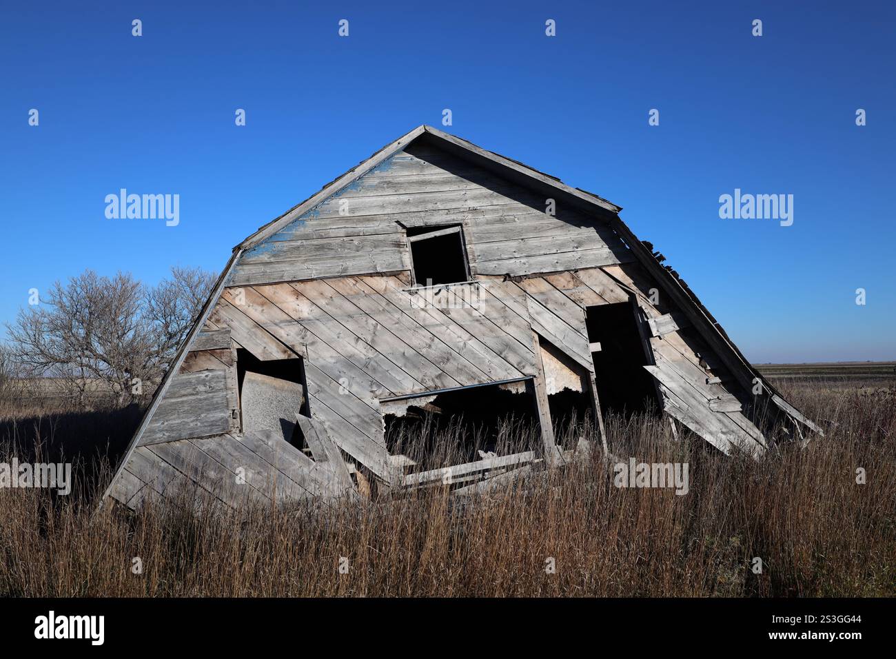close-up derelict rustic wooden barn collapsed down to the roof line ...