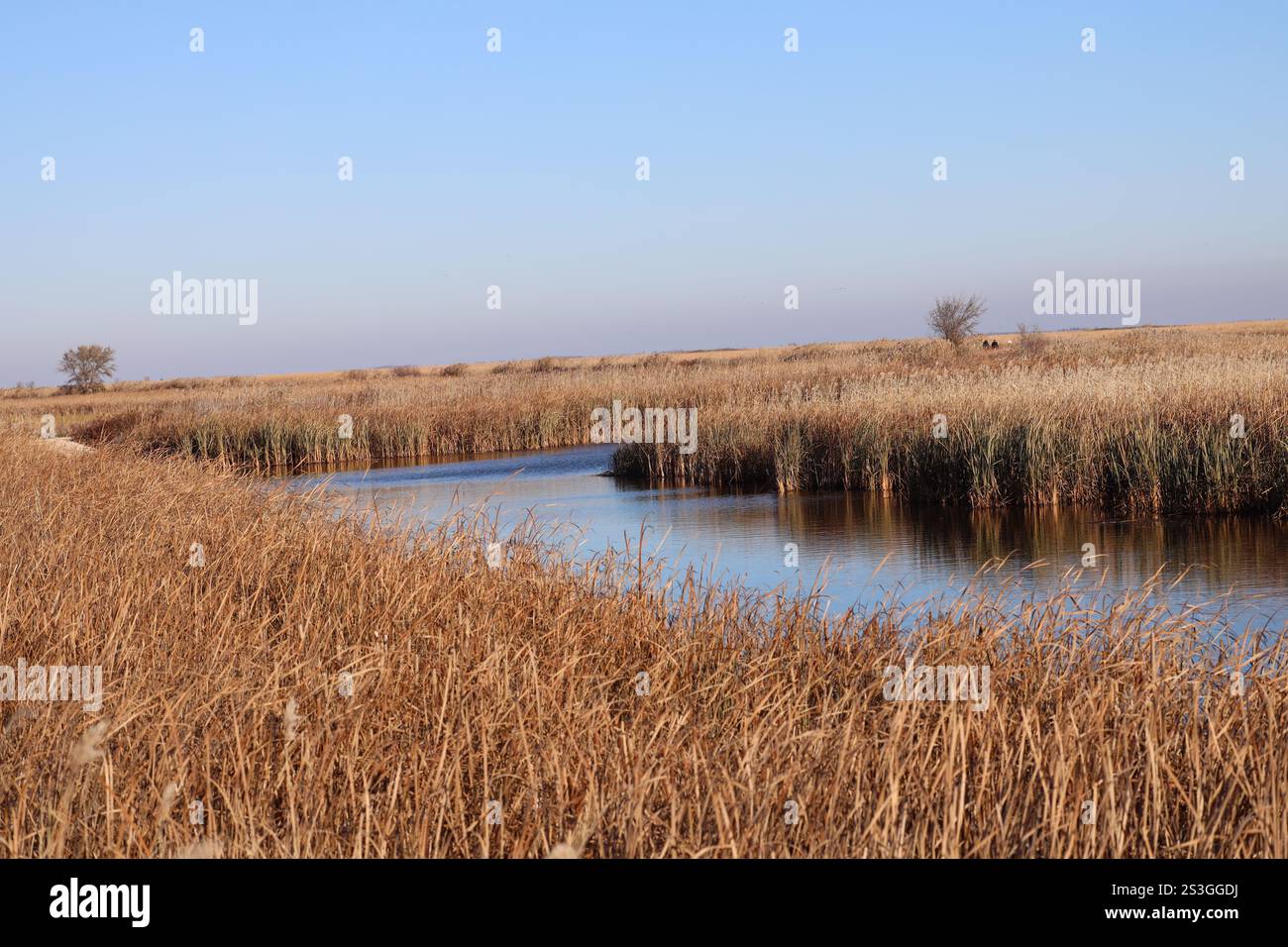 open water in prairie marsh turning to the right Stock Photo - Alamy