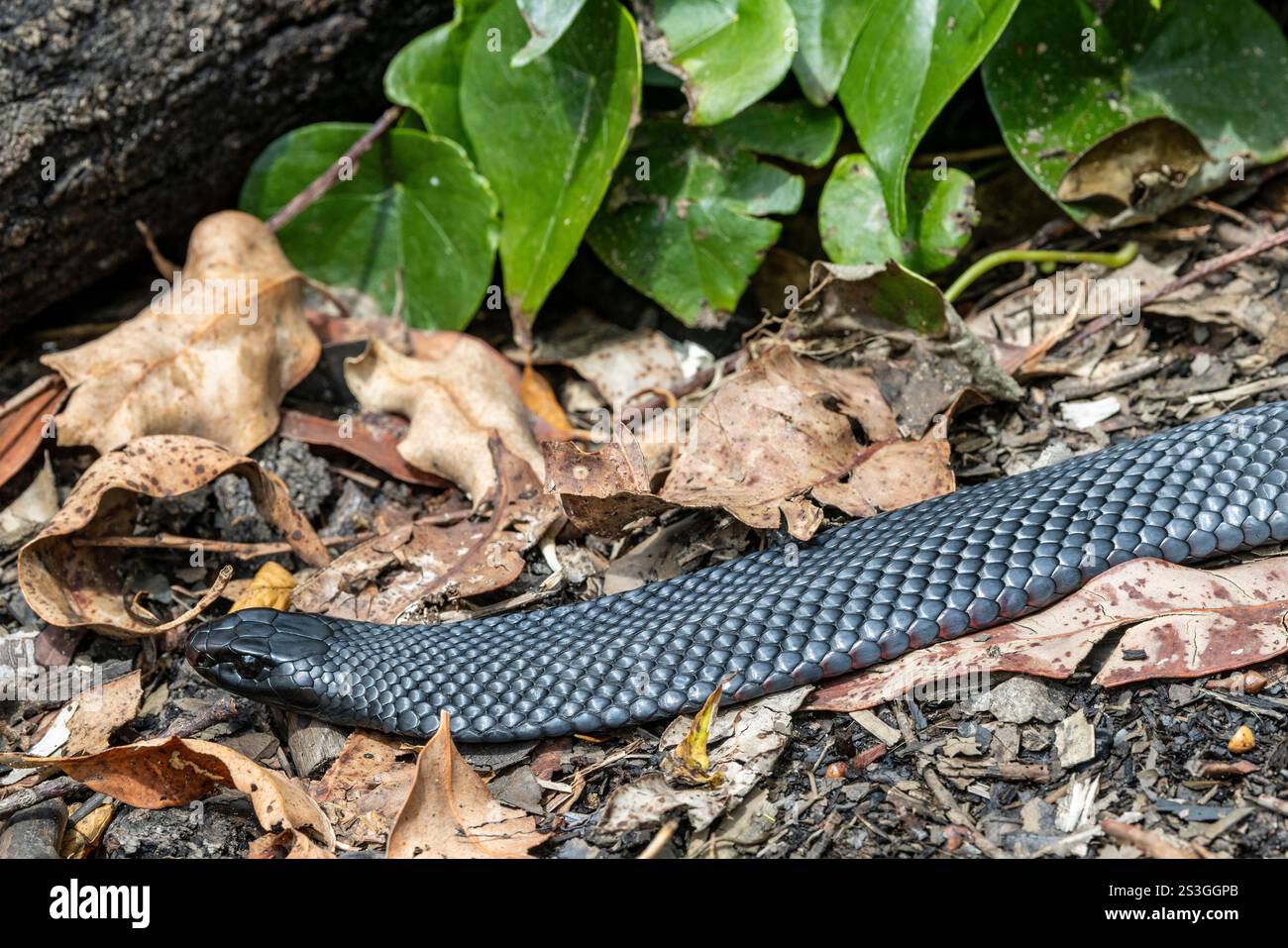 Australian Red-bellied Black Snake basking on forest floor Stock Photo ...