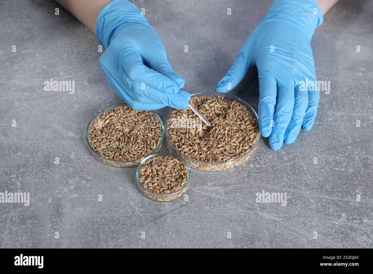 Laboratory testing. Scientist working with grain samples at grey table ...