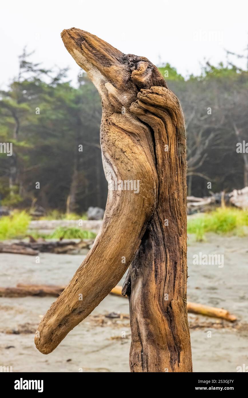 Zoomorph of driftwood along Pacific Ocean shore in Cape Disappointment ...