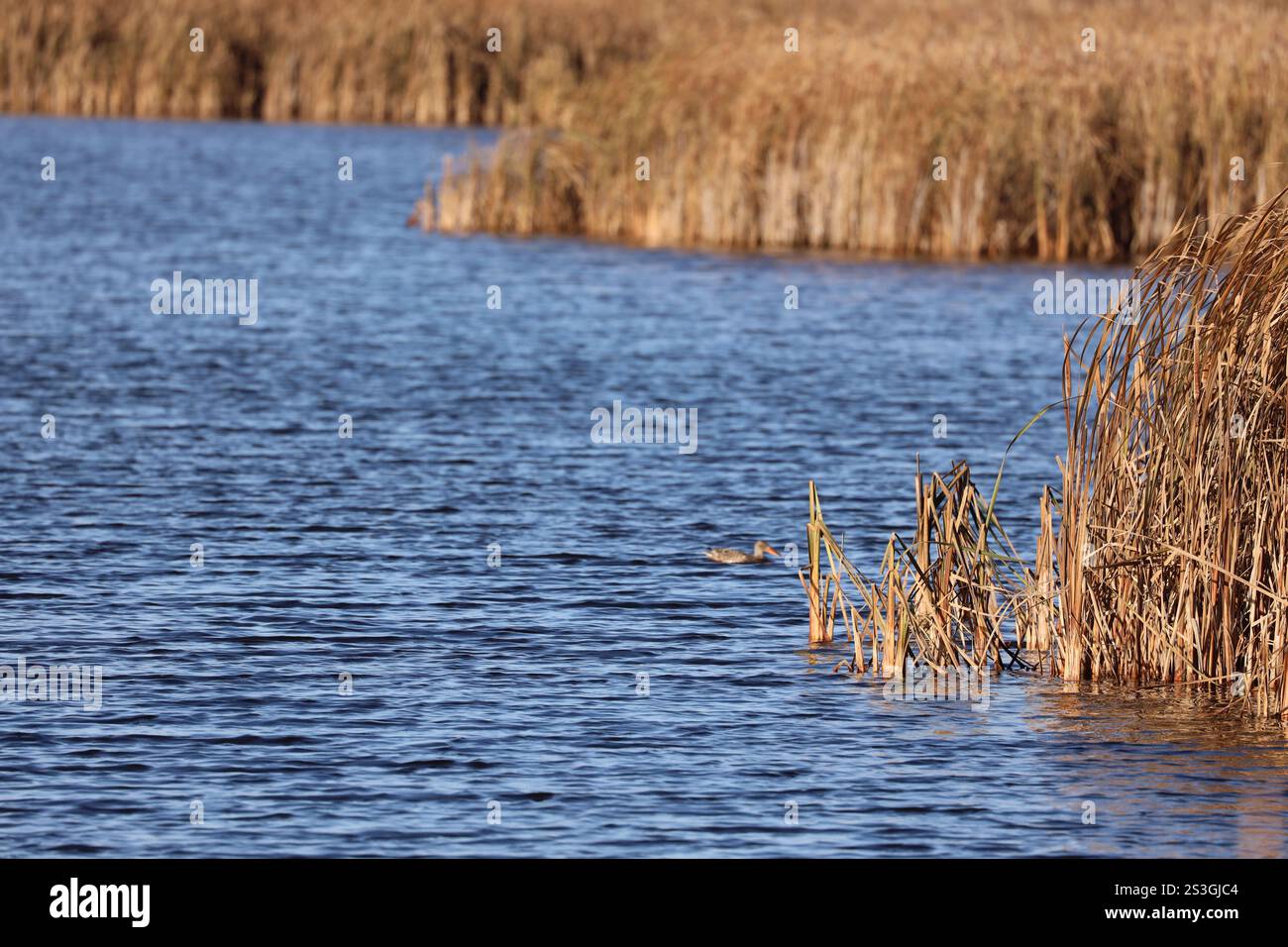 Duck and reeds hi-res stock photography and images - Alamy