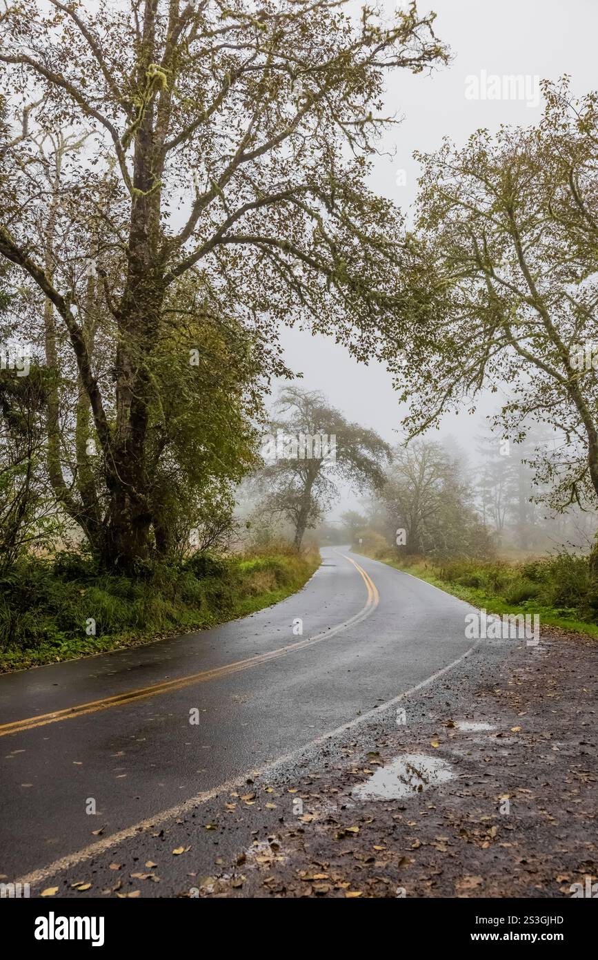 Fort Canby Road in fog in Cape Disappointment State Park, Washington ...