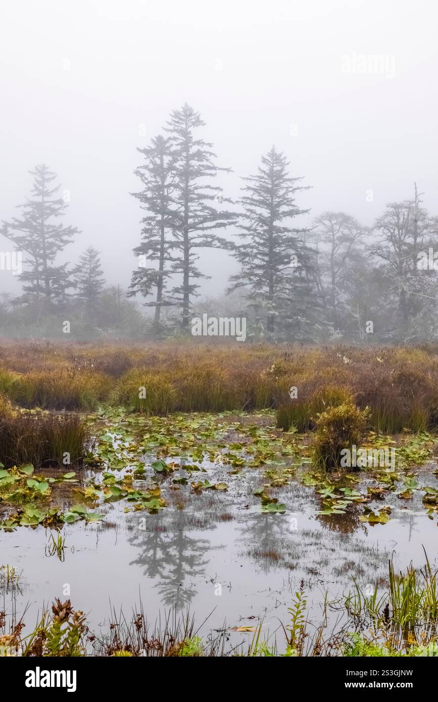 Wetland along Fort Canby Rd in Cape Disappointment State Park ...