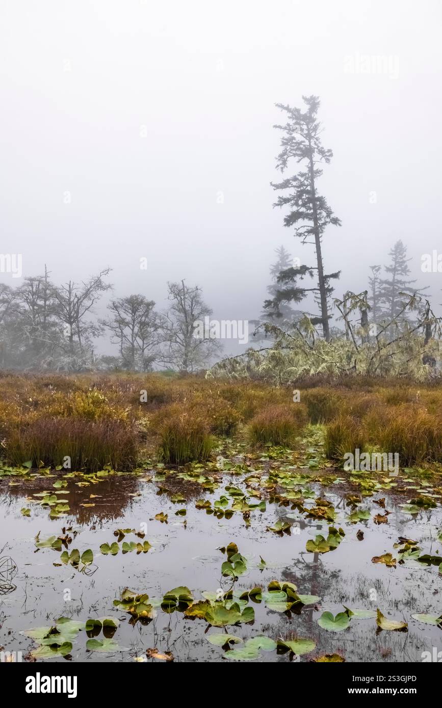 Wetland along Fort Canby Rd in Cape Disappointment State Park ...
