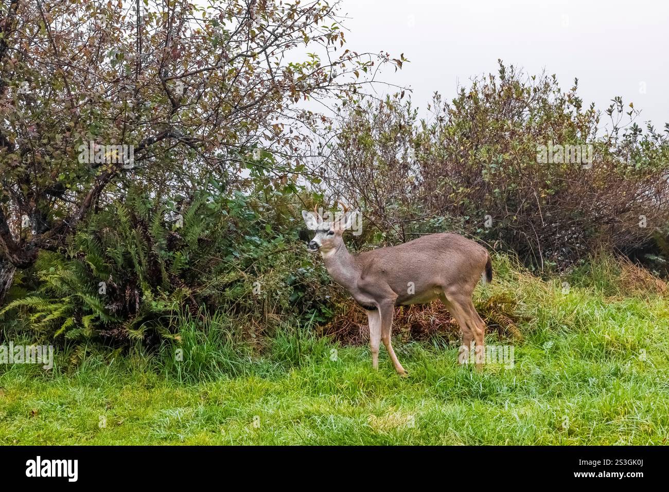 Columbian Black-tailed Deer, Odocoileus hemionus ssp. columbianus, in ...