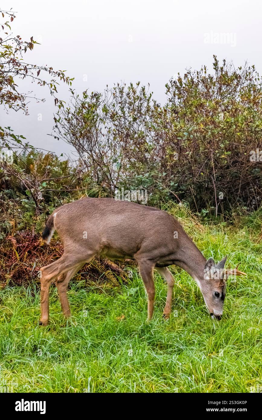 Columbian Black-tailed Deer, Odocoileus hemionus ssp. columbianus, in ...