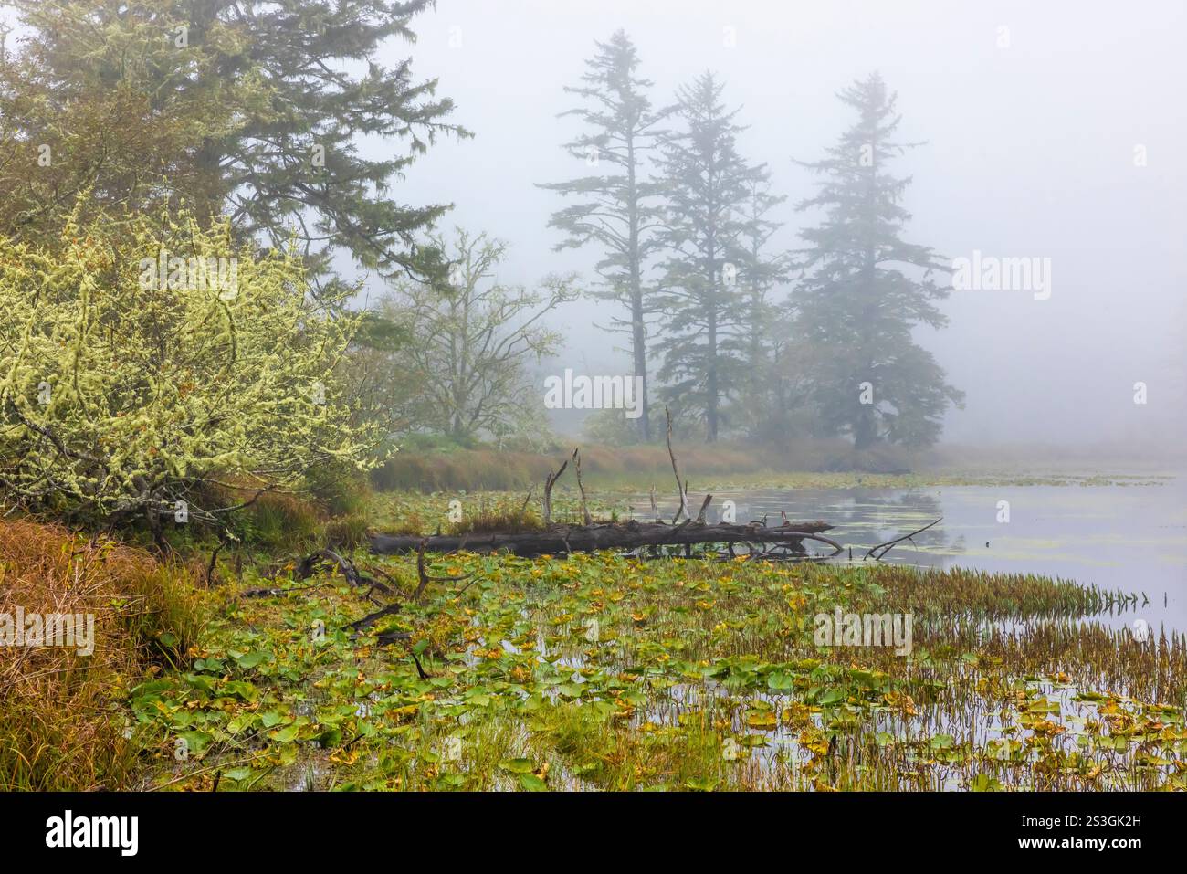 O'Neil Lake in Cape Disappointment State Park on a quiet day ...