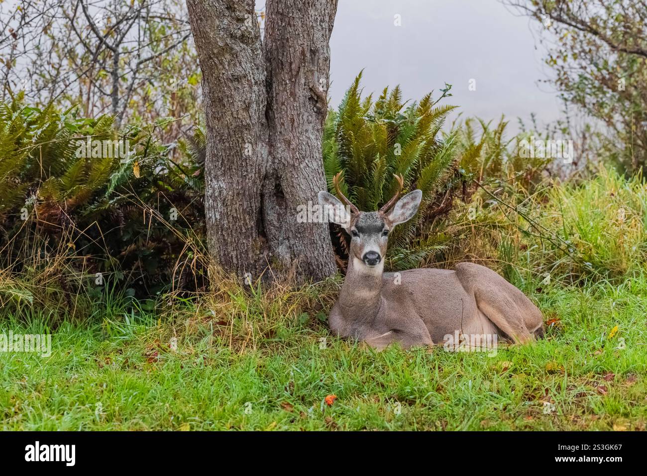 Columbian Black-tailed Deer, Odocoileus hemionus ssp. columbianus, in ...