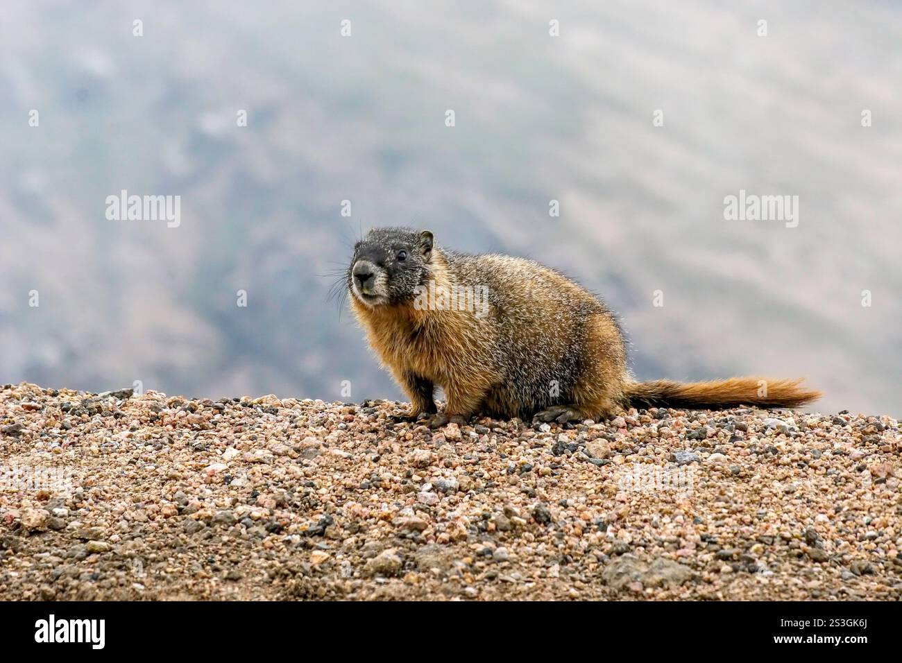 Yellow-bellied marmot at Pikes Peak summit Stock Photo - Alamy