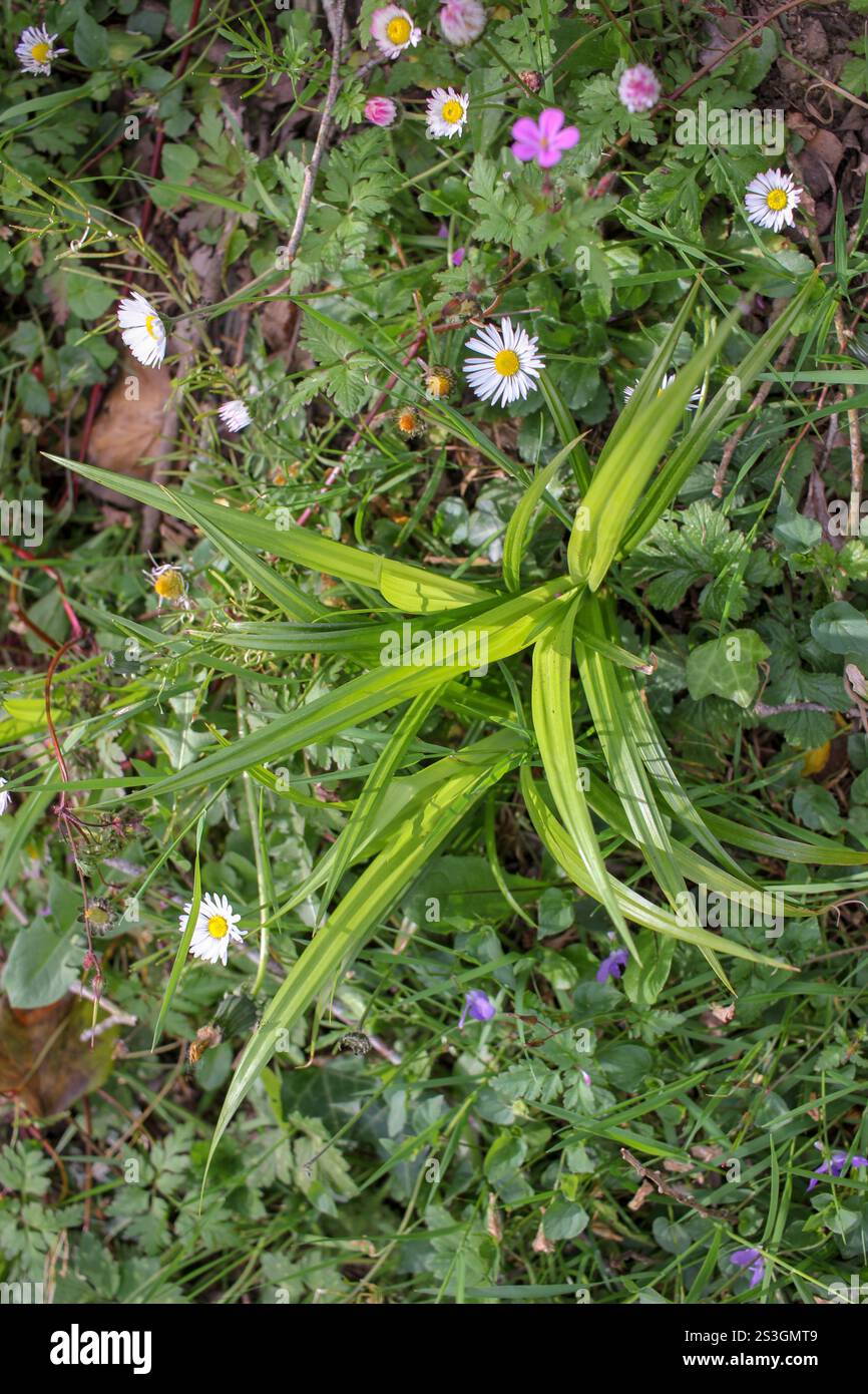 wild flowers and plants in a path in the forest Stock Photo - Alamy