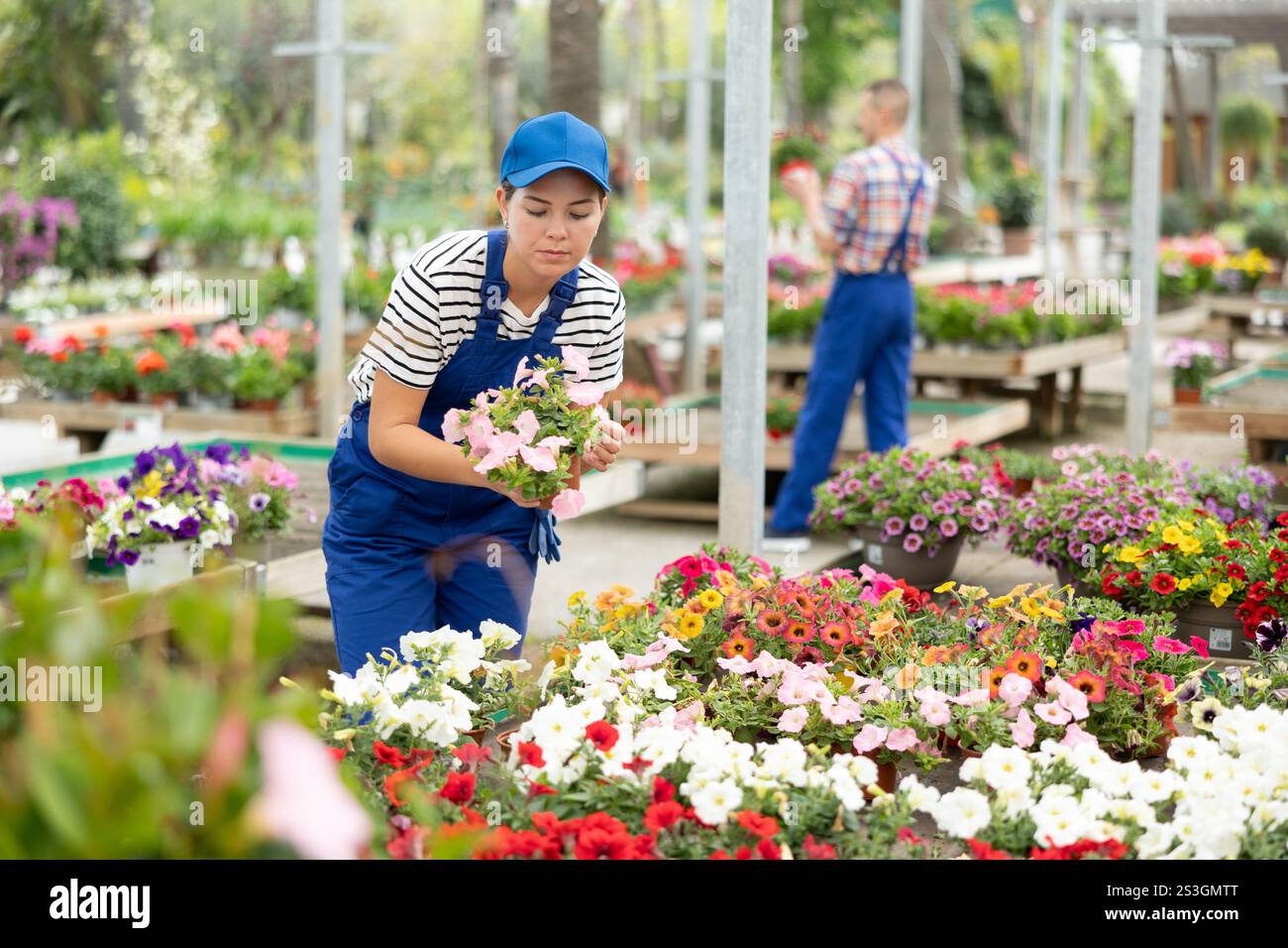 Female garden store employee puts in order showcase with outdoor plants ...