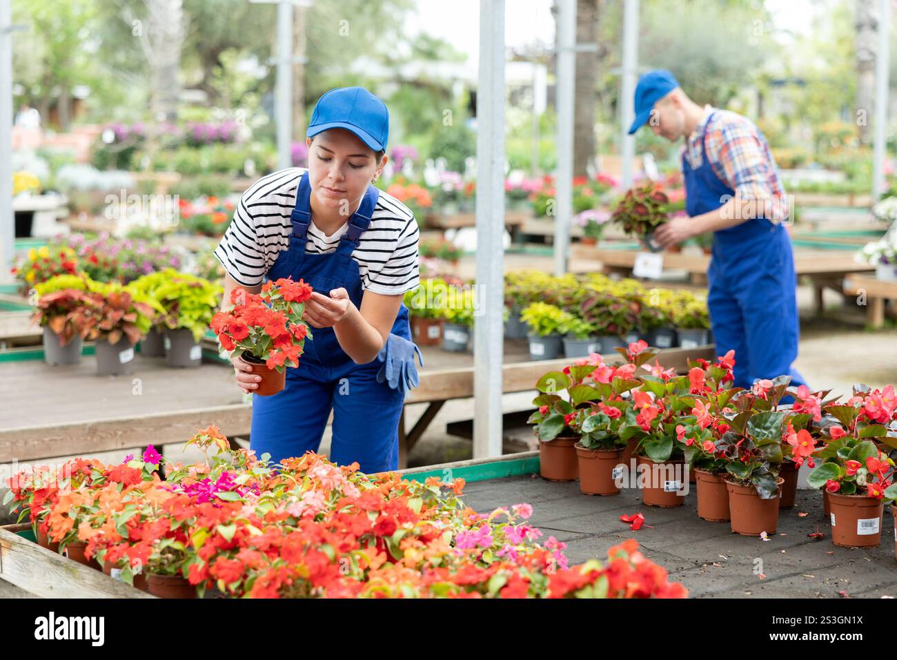 Female garden store employee puts in order showcase with outdoor plants ...