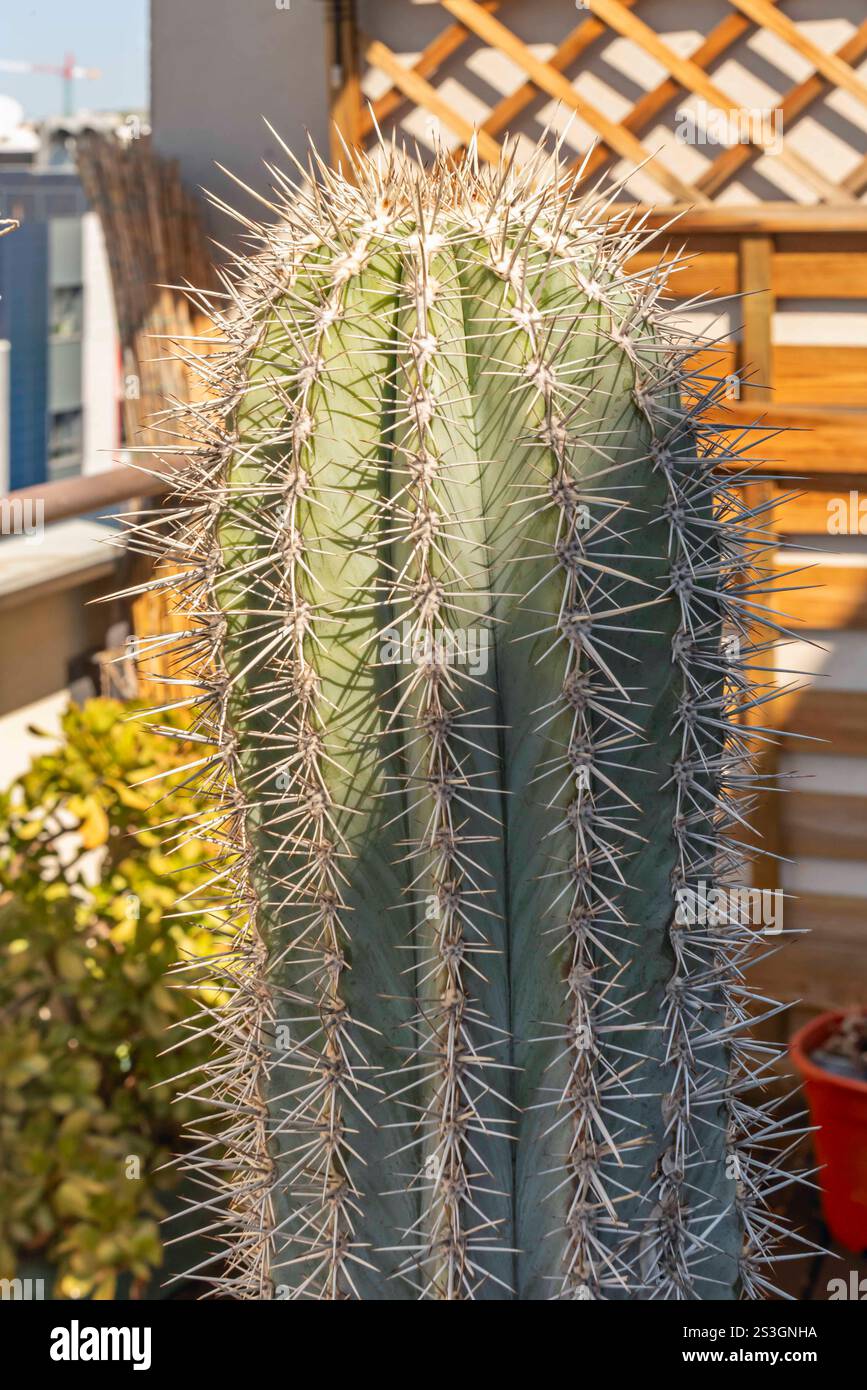 head of a large cereus cactus full of sharp spikes Stock Photo - Alamy