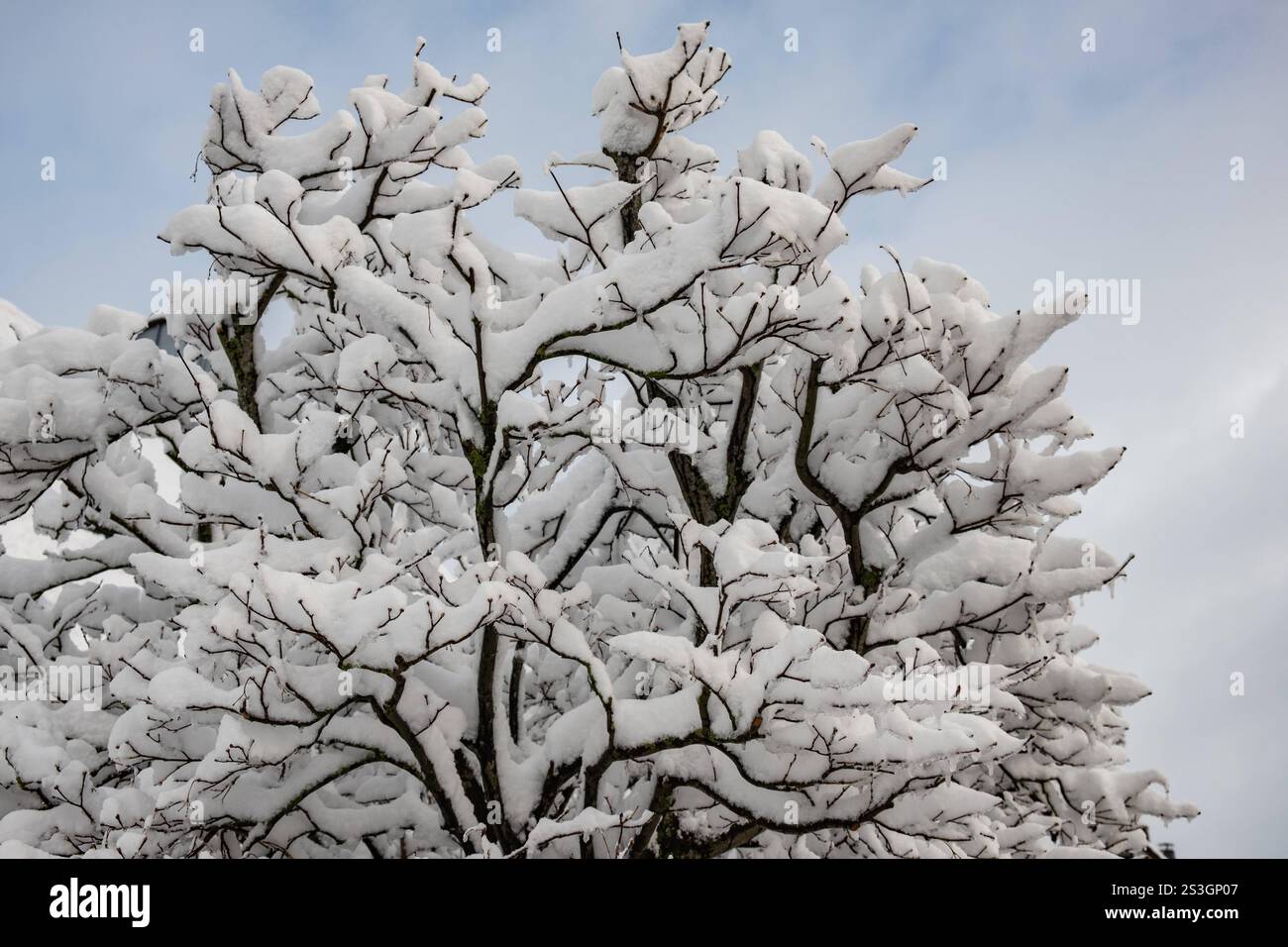 Schneebedeckte Aeste in Aachen am 9. Januar 2025. GERMANY - AACHEN ...