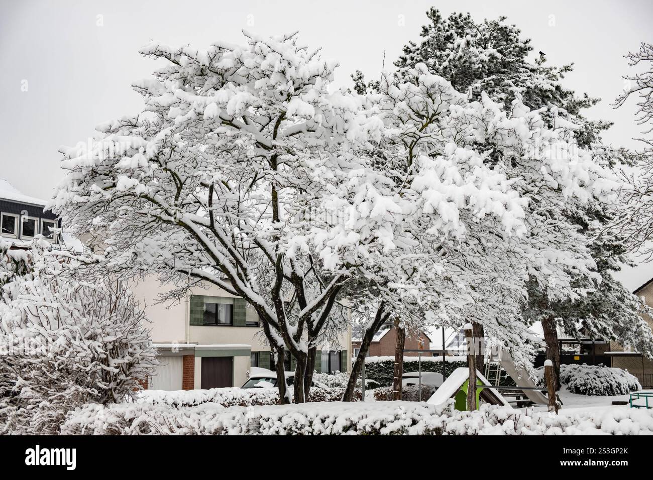 Schneebedeckte Aeste in Aachen am 9. Januar 2025. GERMANY - AACHEN ...