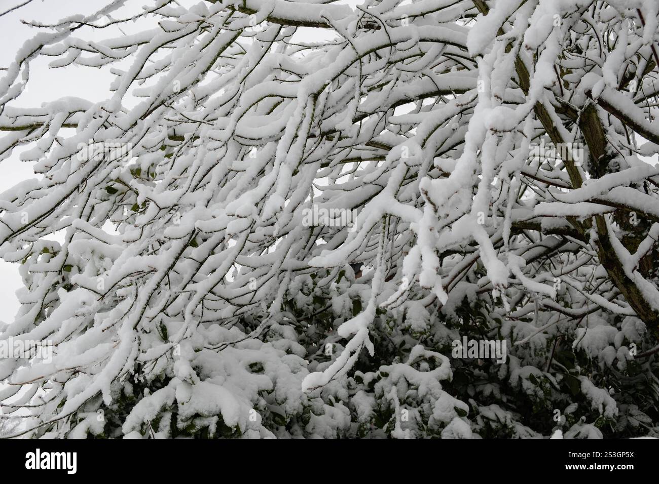 Schneebedeckte Aeste in Aachen am 9. Januar 2025. GERMANY - AACHEN ...