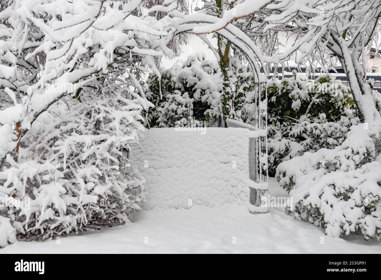Schneebedeckte Aeste in Aachen am 9. Januar 2025. GERMANY - AACHEN ...