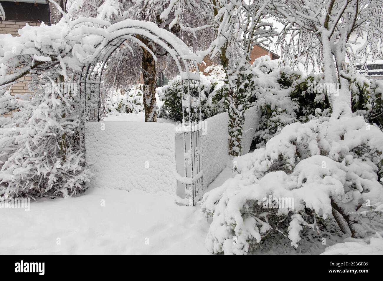 Schneebedeckte Aeste in Aachen am 9. Januar 2025. GERMANY - AACHEN ...