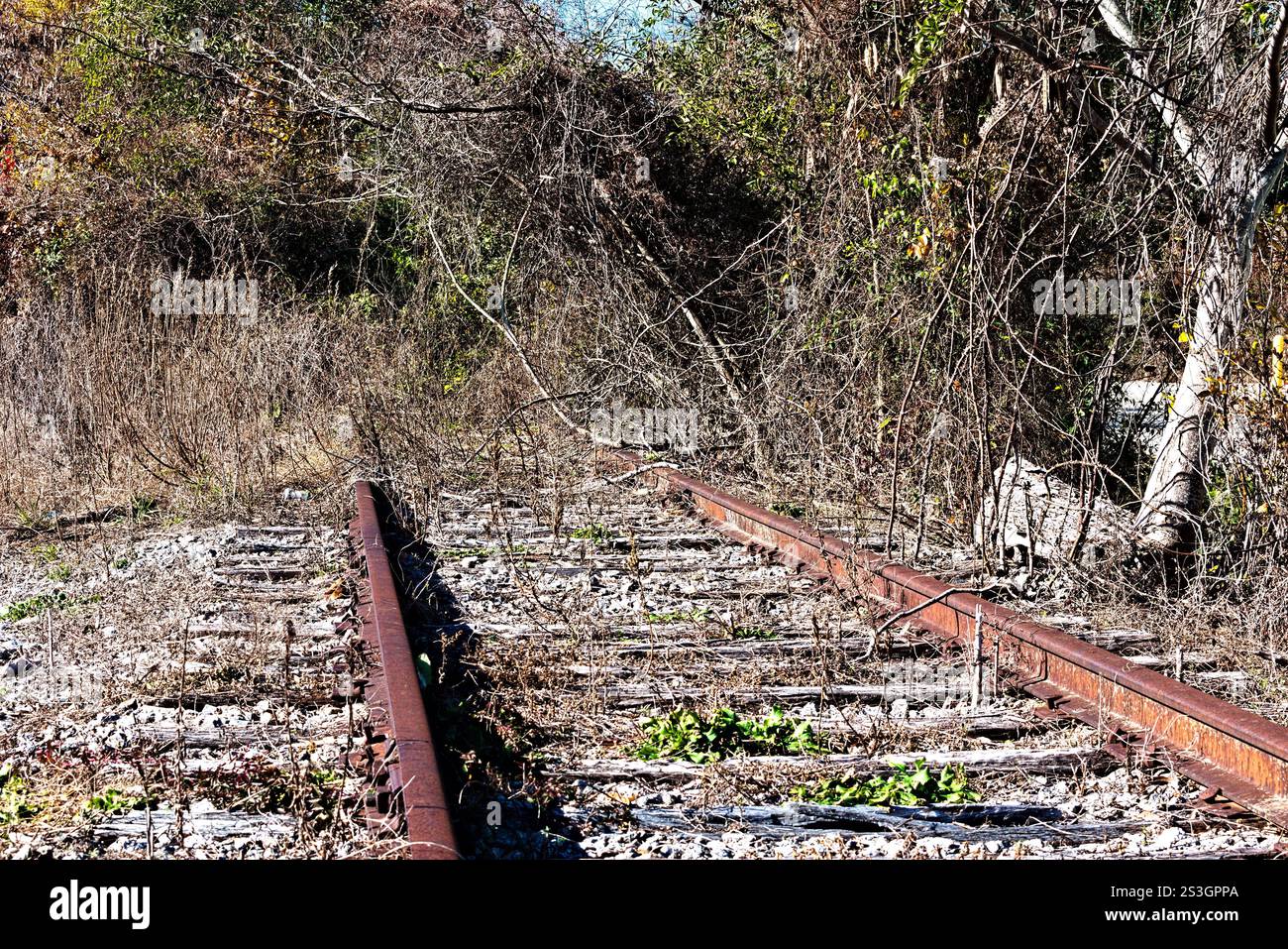 Abandoned rail road tracks in a small town that have been overgrown by ...