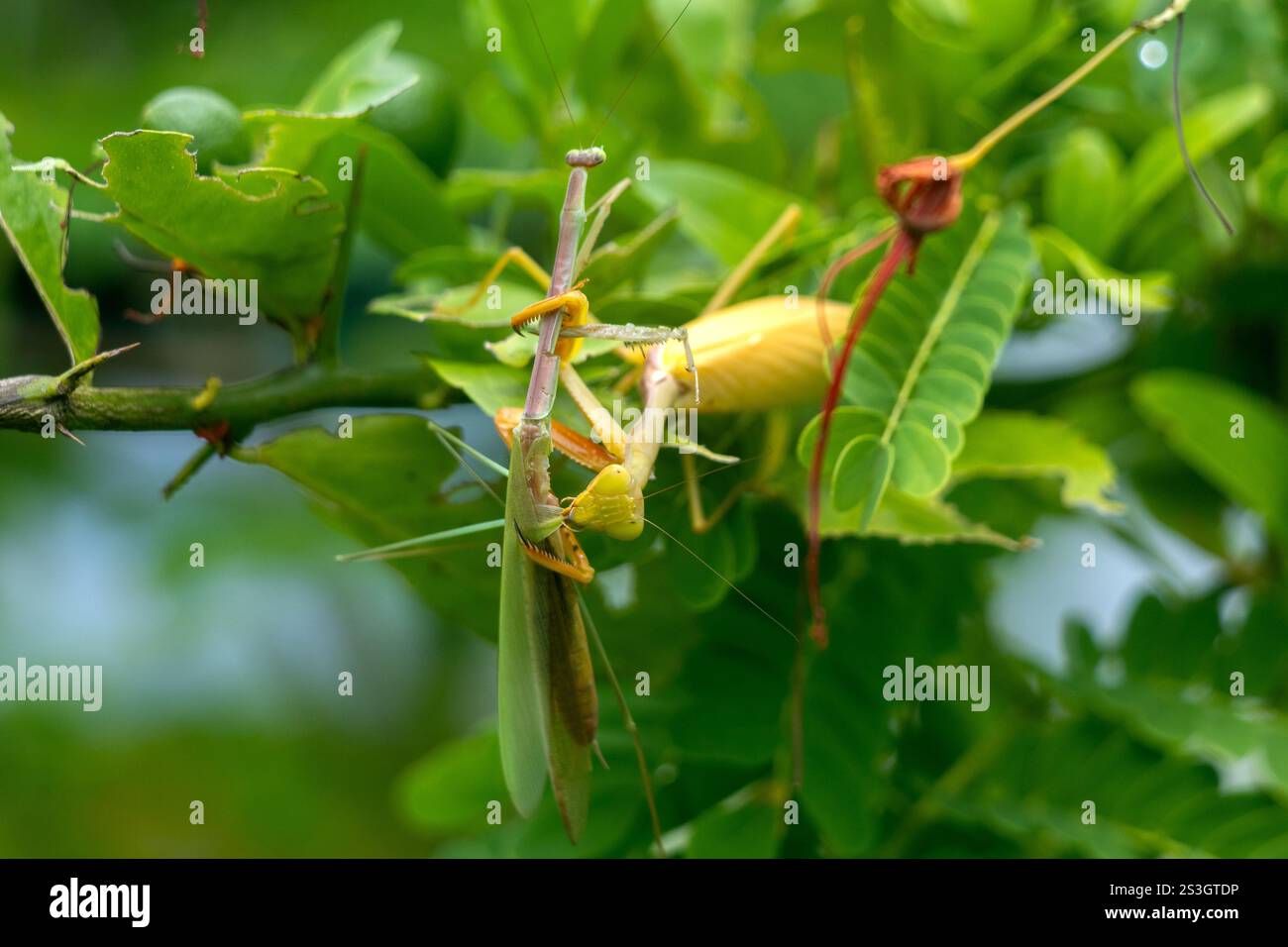 Mantis eat mantis. poor mantis eaten by its best friend. Cannibalism ...
