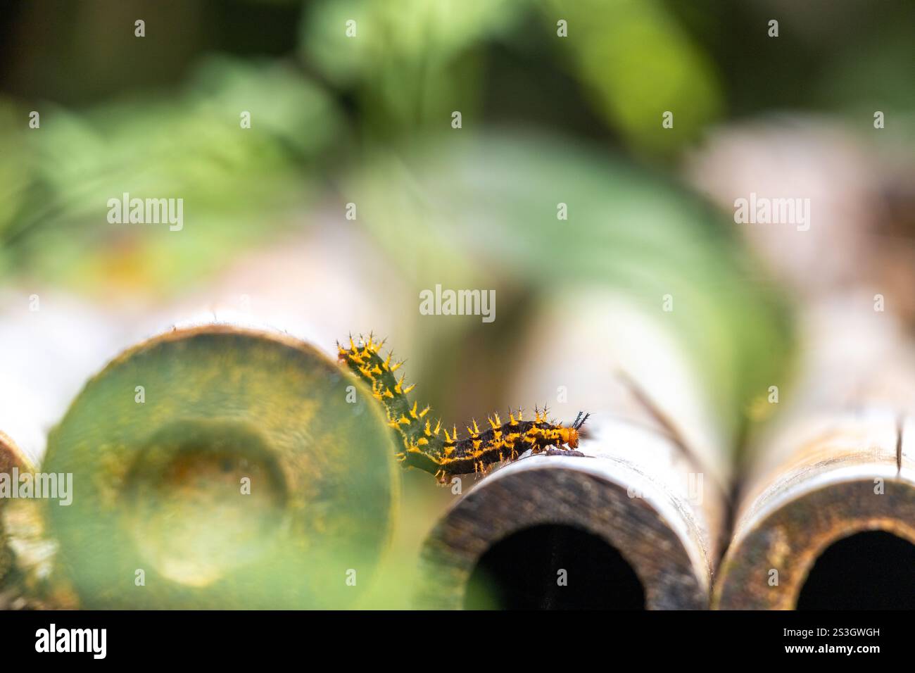 yellow black caterpillar crawling on bamboo stick. This insect known as ...