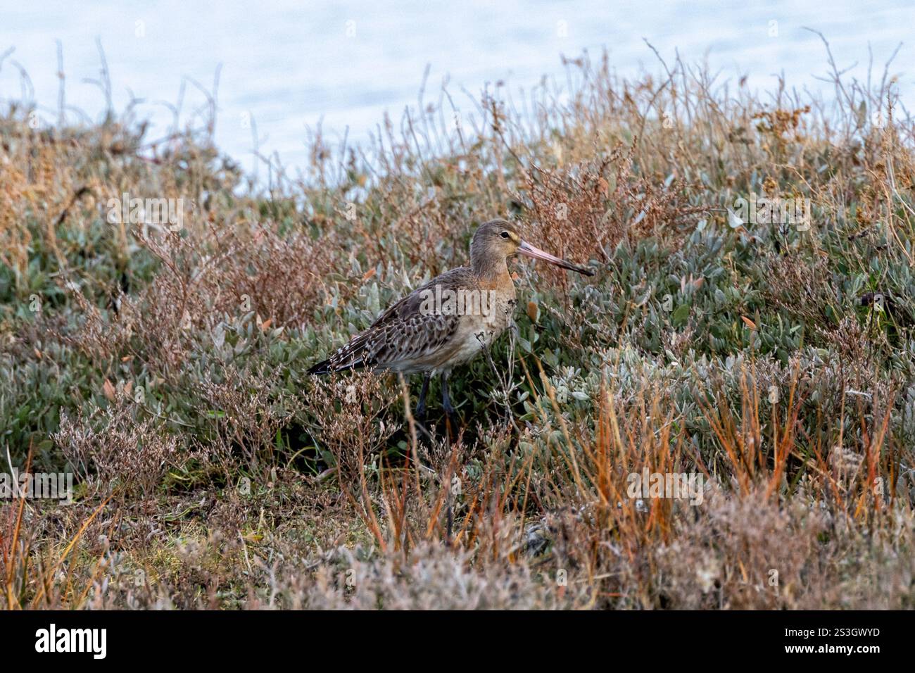 The black-tailed godwit, a wader feeding on invertebrates and worms ...