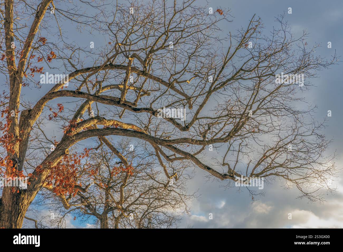 Twisted branches of mature black oak ,Quercus velutina trees ...