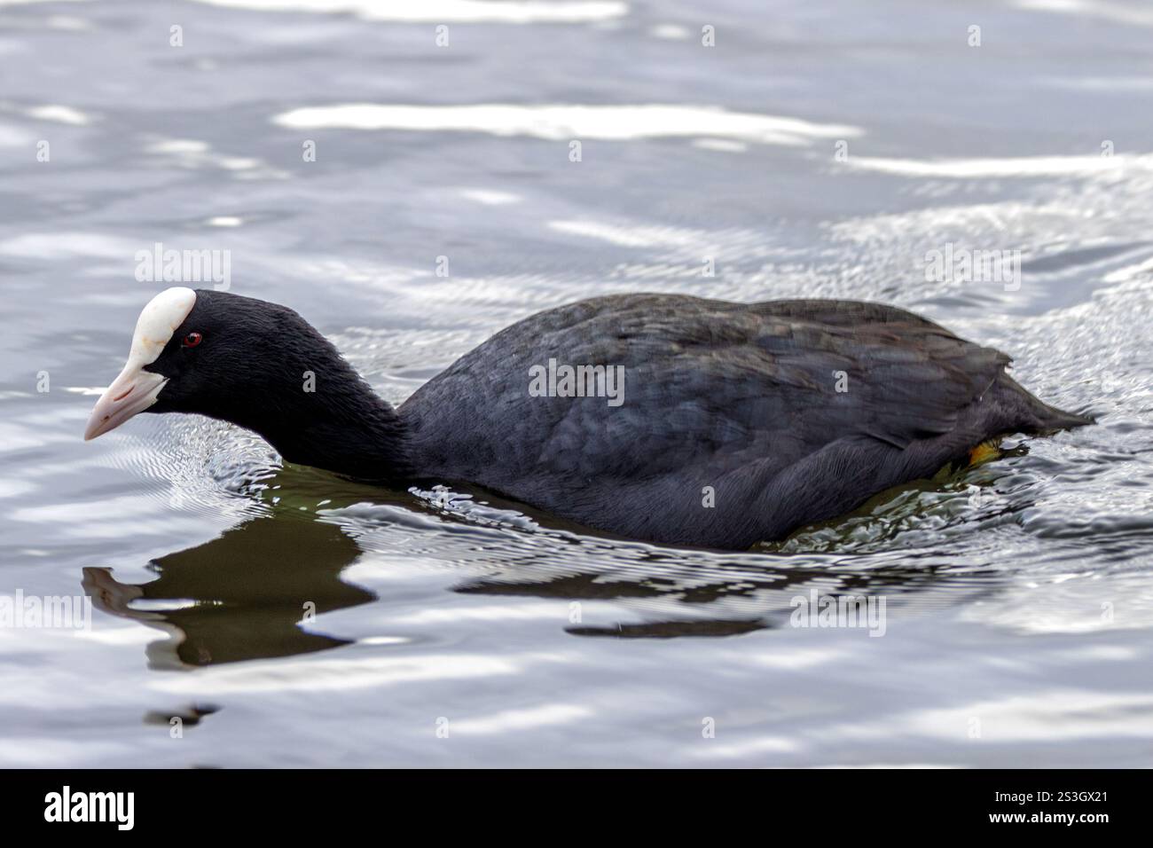 The coot, a waterbird feeding on aquatic plants and insects, was ...