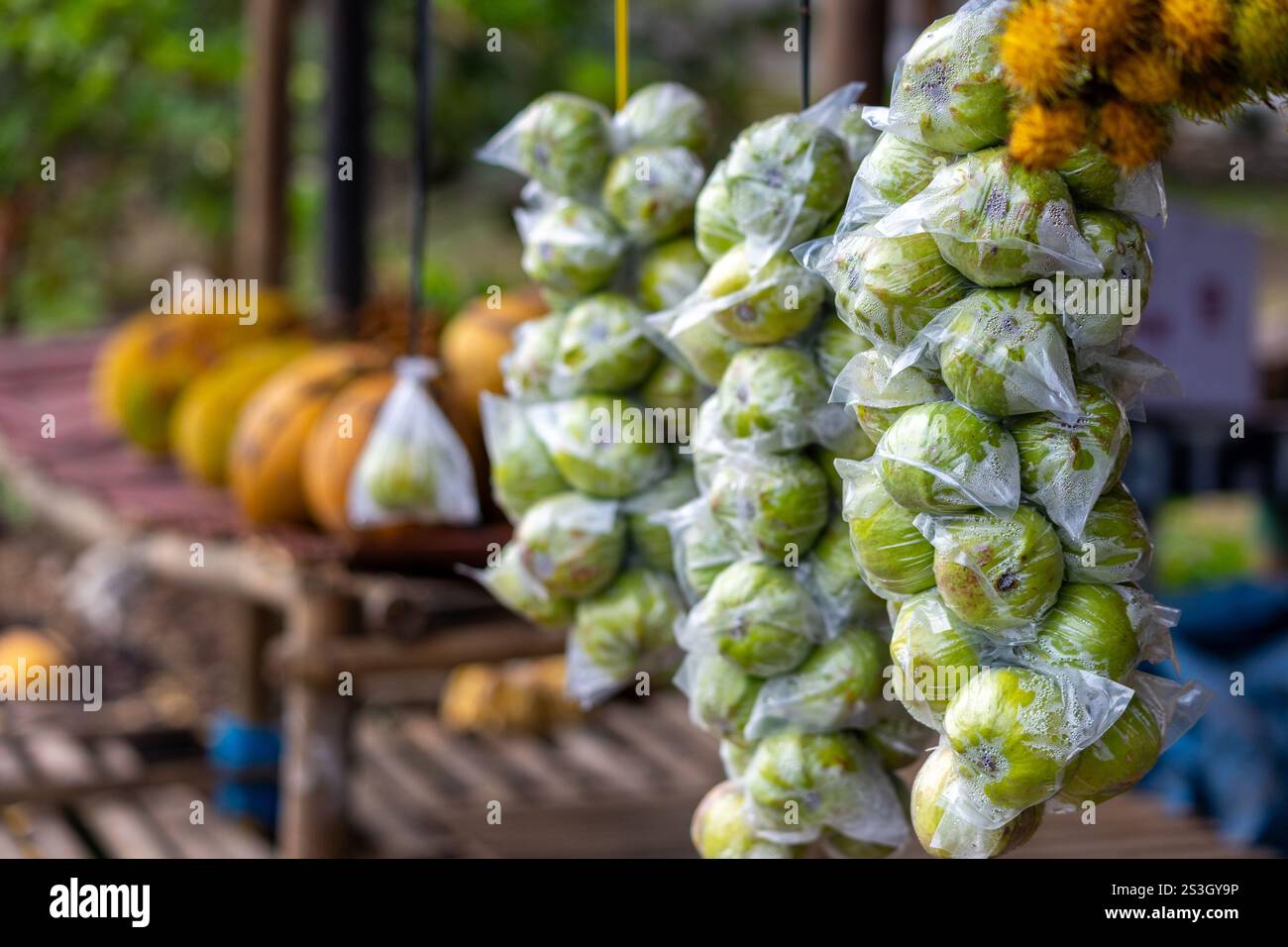 Bunch of guava hanging in a fruit shop. Fresh guava picked from farmers ...