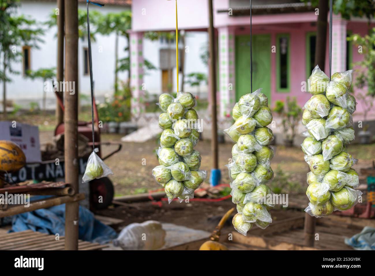 Bunch of guava hanging in a fruit shop. Fresh guava picked from farmers ...