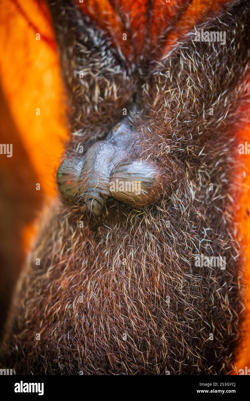 The reproductive organs of Malayan flying fox (Pteropus vampyrus) body ...